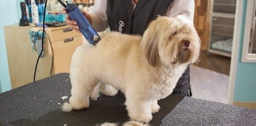 A Guide to Professional Dog Grooming Clippers | Pet Grooming Advisor