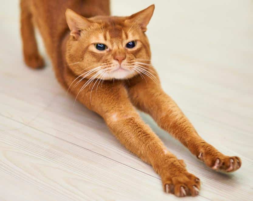 Step by Step Guide to Cat Nail Clipping And Why Its Important | Pet ...