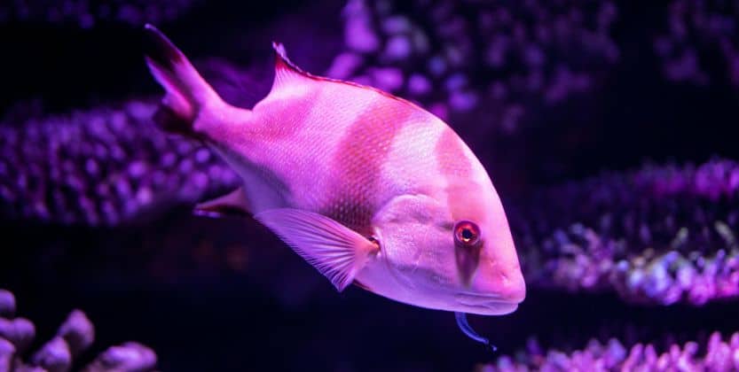 Interactive Activities for Bonding with Your Fish | Pet Grooming Advisor
